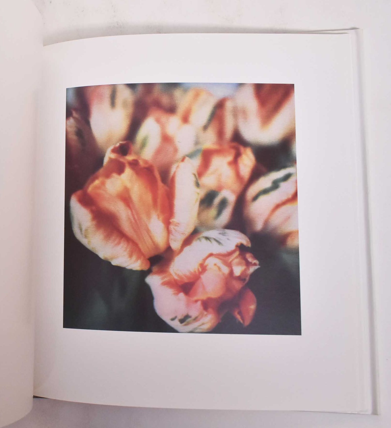 Cy Twombly Photographs | Cy Twombly
